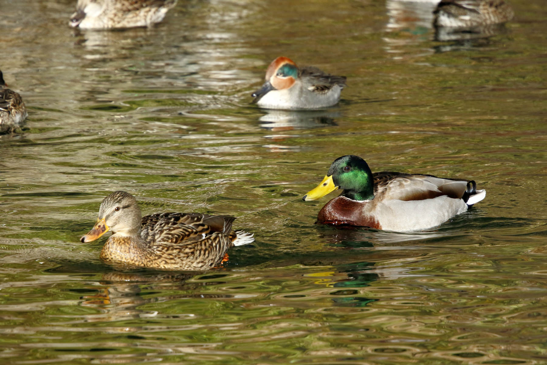 Canon Bird Branch Project | Biodiversity Initiatives | Bird photo guide ...