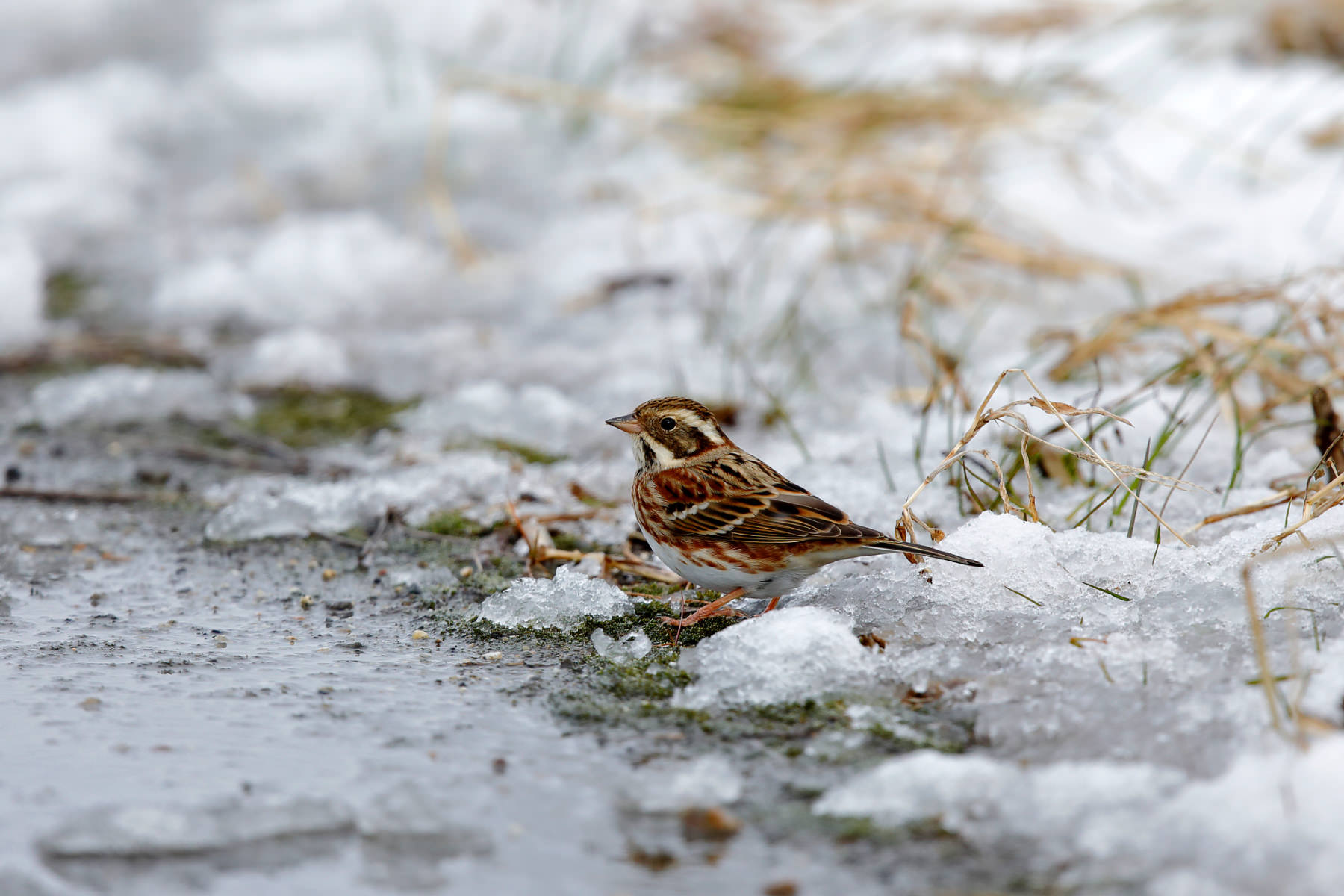 Canon Bird Branch Project | Biodiversity Initiatives | Bird photo guide ...