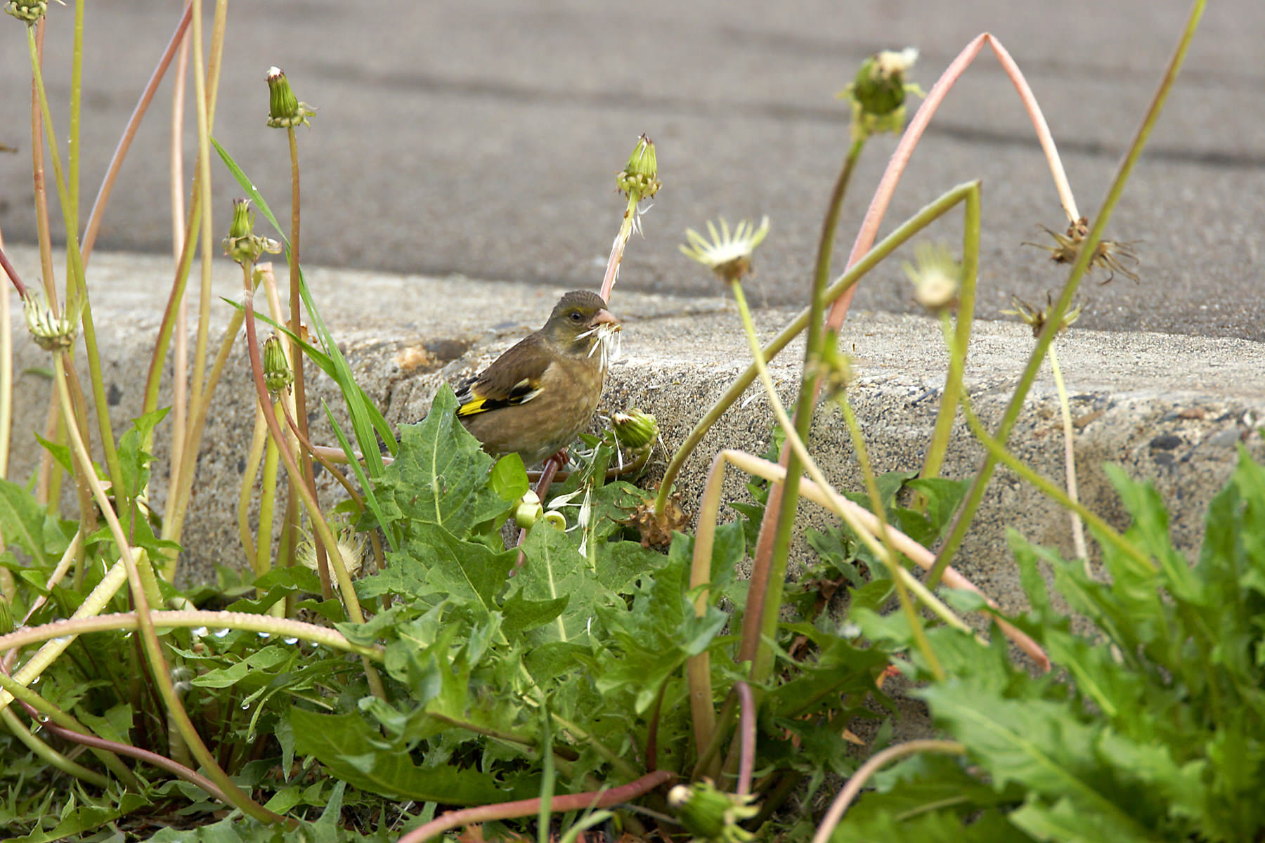 Canon Bird Branch Project | Biodiversity Initiatives | Bird photo guide ...