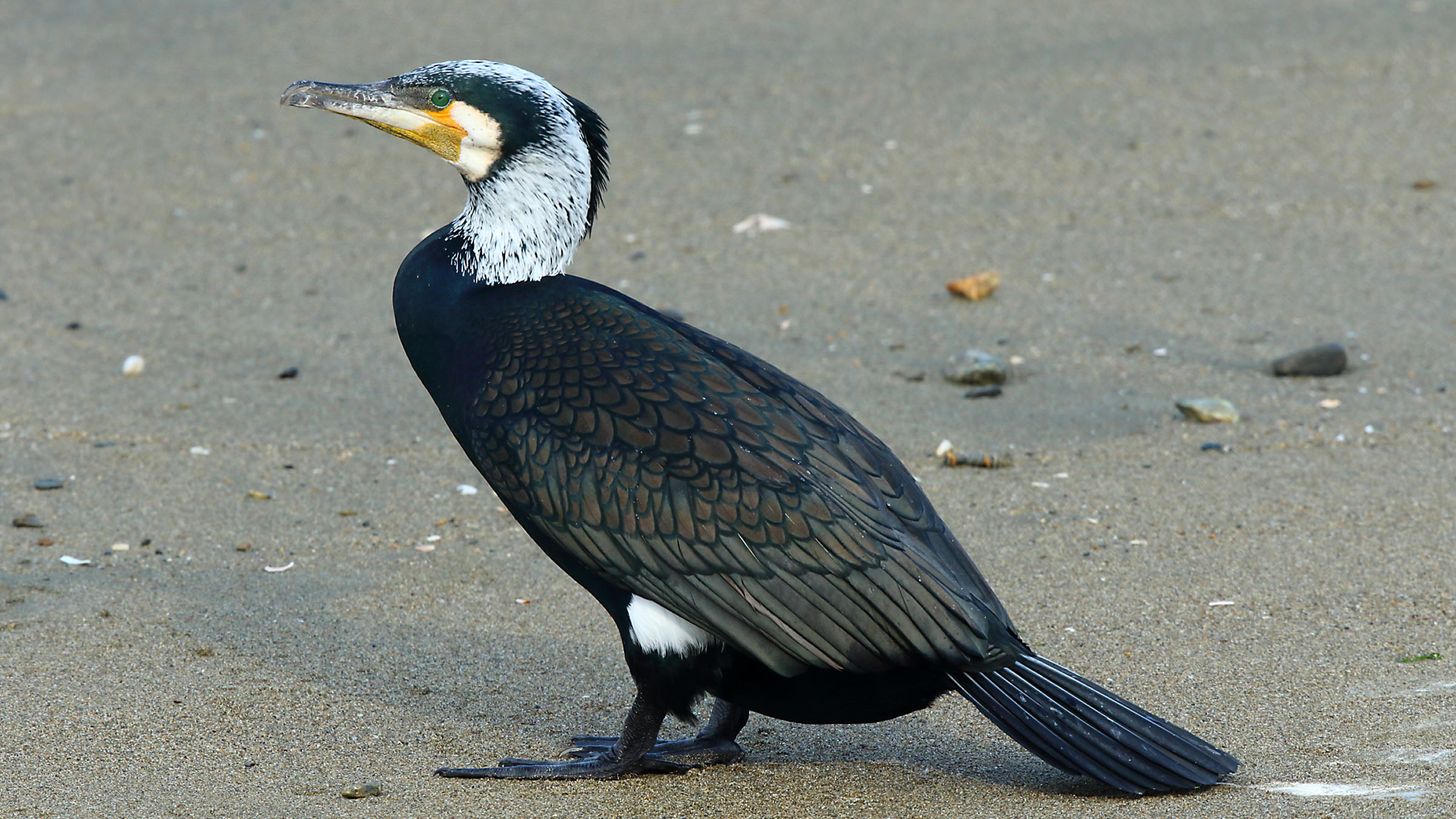 Canon Bird Branch Project | Biodiversity Initiatives | Bird photo guide ...