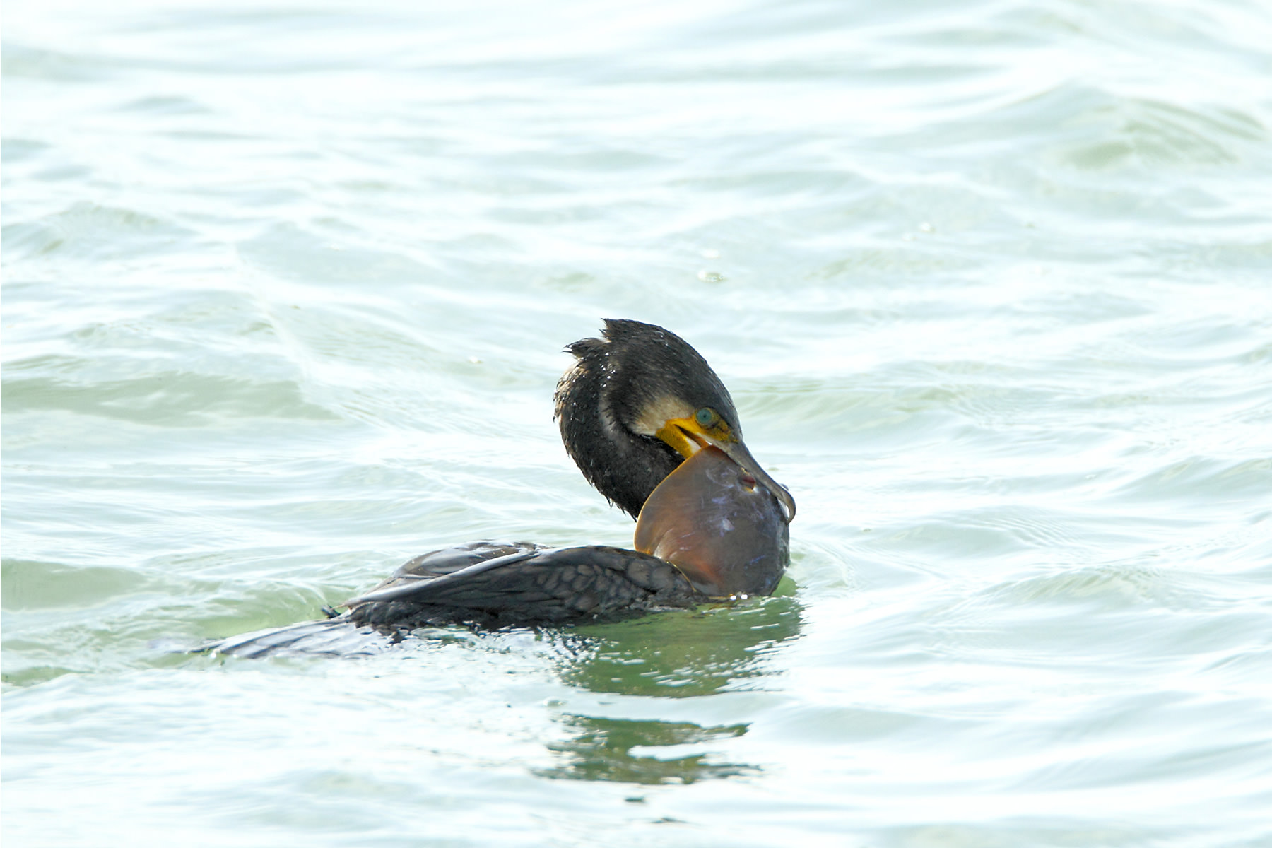 Canon Bird Branch Project | Biodiversity Initiatives | Bird photo guide ...