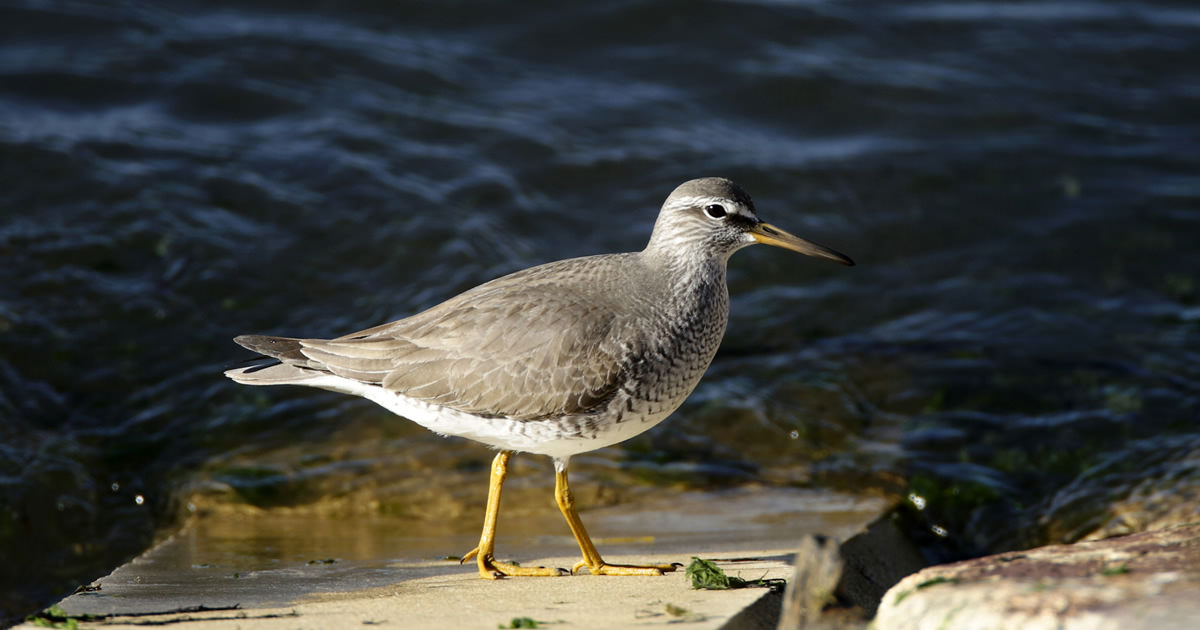 Canon Bird Branch Project | Biodiversity Initiatives | Bird photo guide ...
