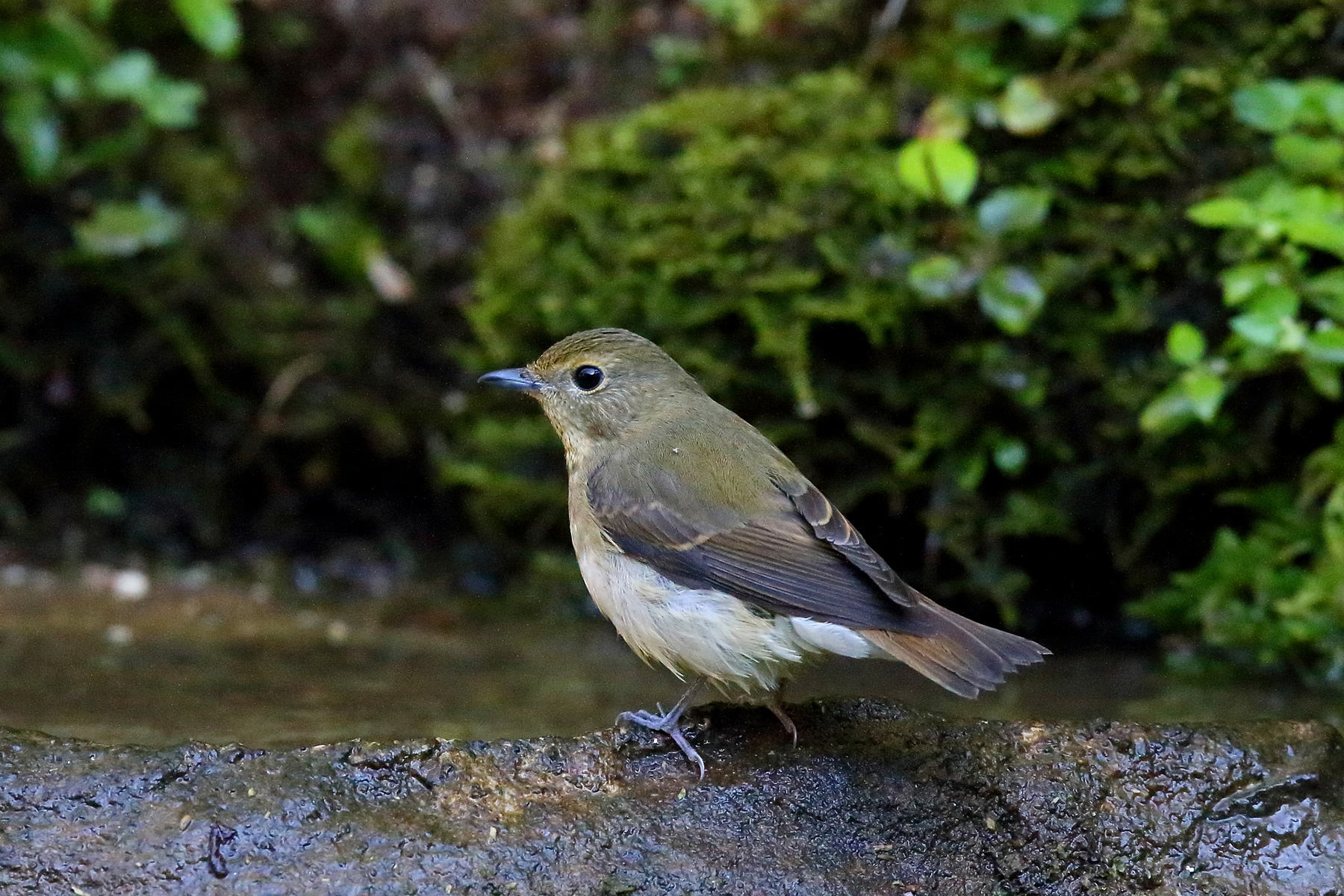 Canon Bird Branch Project | Biodiversity Initiatives | Bird photo guide ...