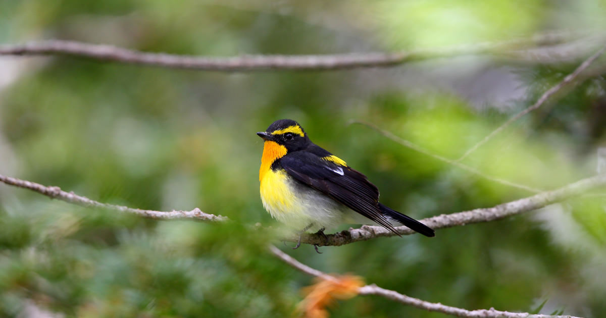 Canon Bird Branch Project | Biodiversity Initiatives | Bird photo guide ...