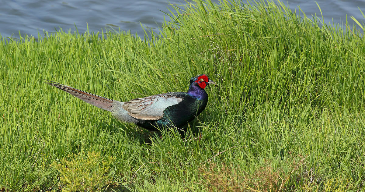 Canon Bird Branch Project | Biodiversity Initiatives | Bird photo guide ...