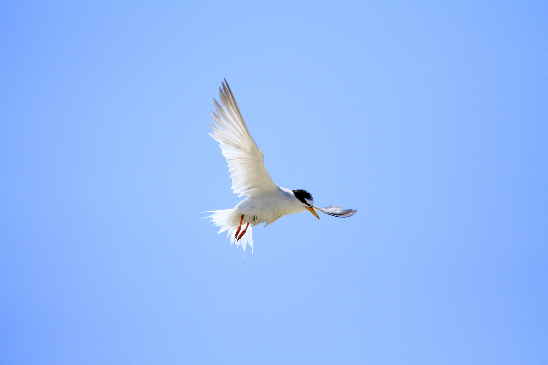 Canon Bird Branch Project | Biodiversity Initiatives | Bird photo guide ...