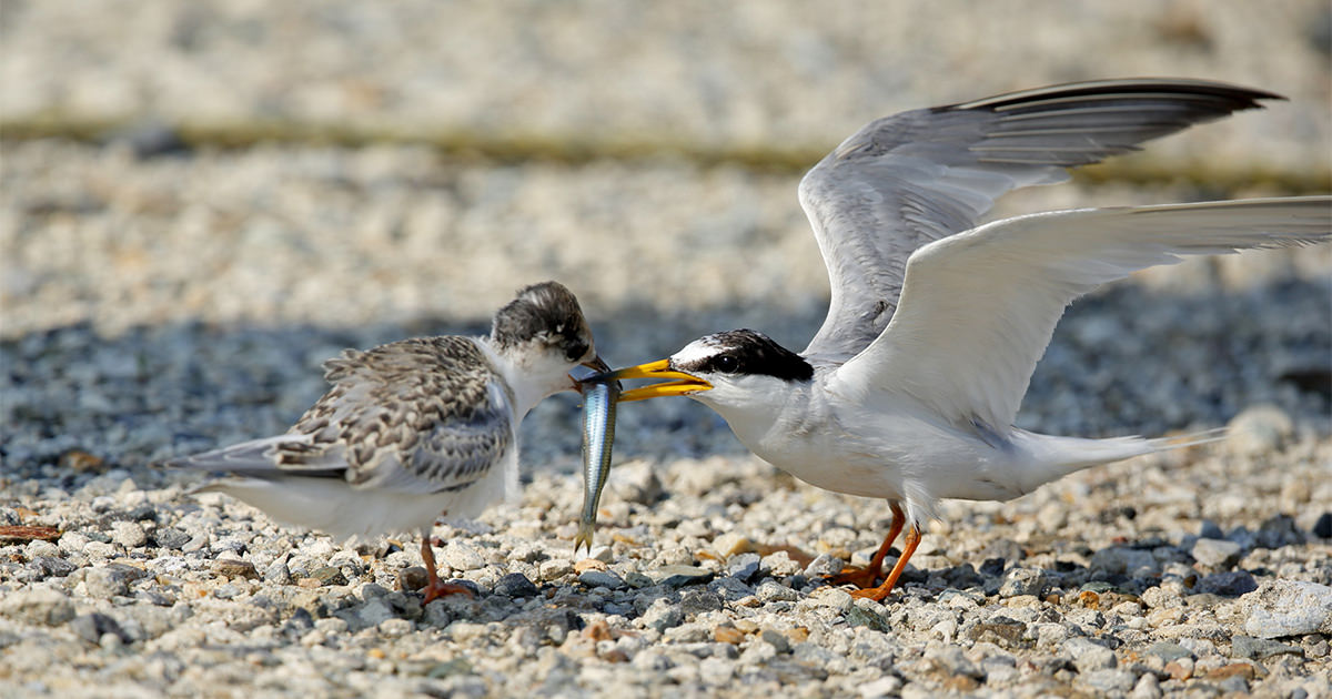 Canon Bird Branch Project | Biodiversity Initiatives | Bird photo guide ...