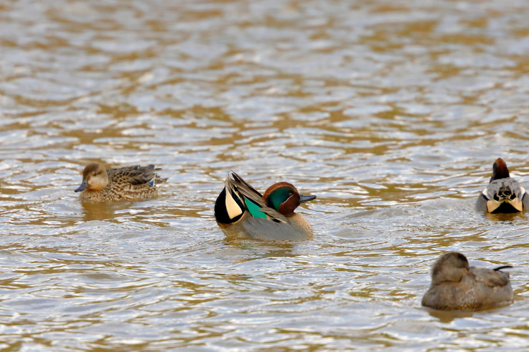Canon Bird Branch Project | Biodiversity Initiatives | Bird photo guide ...