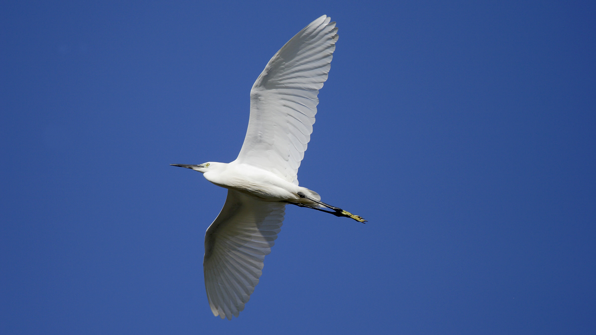 Canon Bird Branch Project | Biodiversity Initiatives | Bird photo guide ...