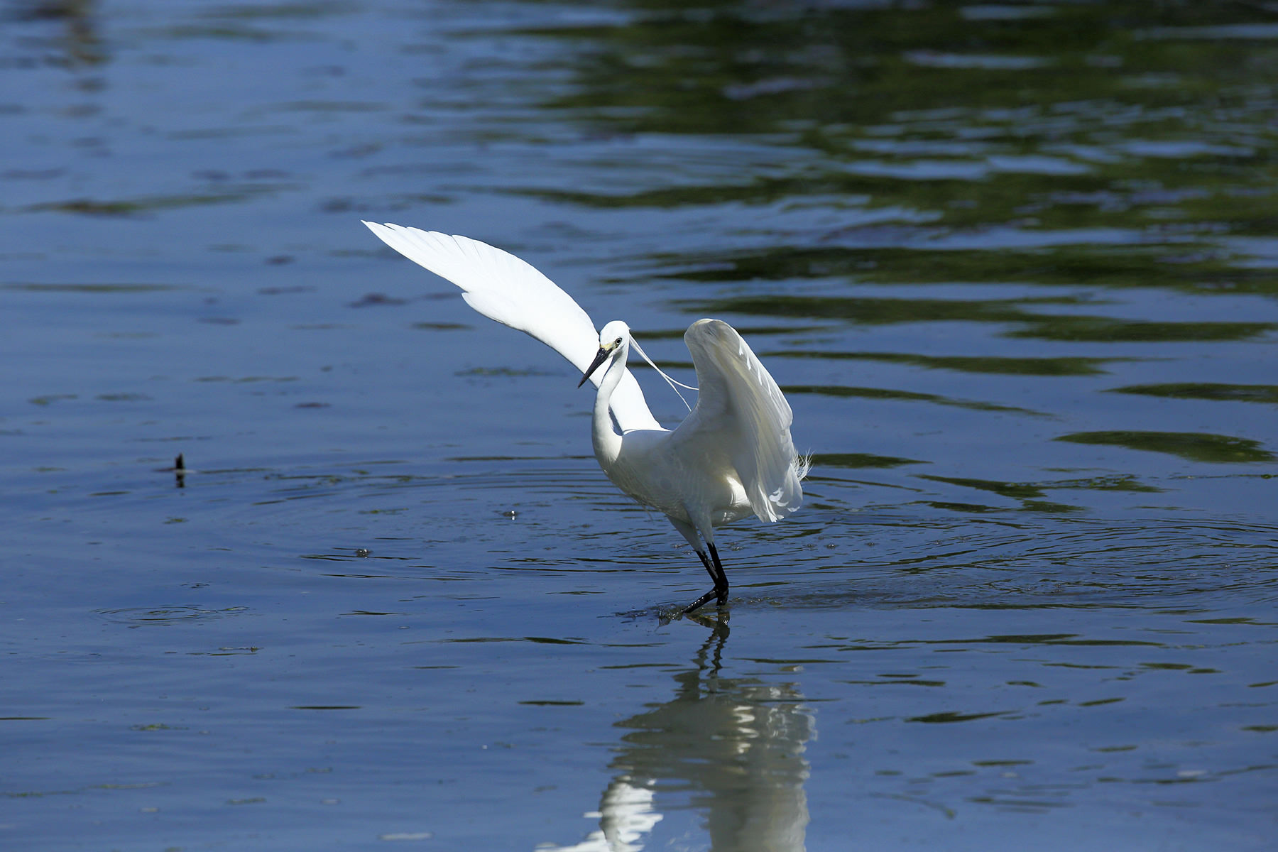 Canon Bird Branch Project | Biodiversity Initiatives | Bird photo guide ...