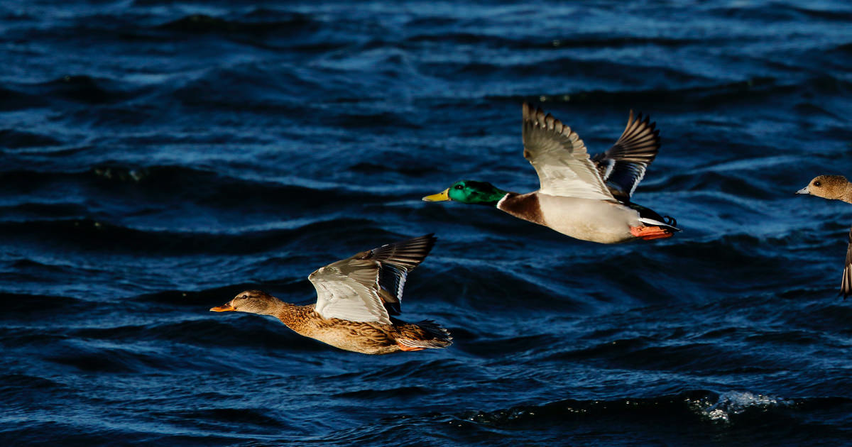 Canon Bird Branch Project | Biodiversity Initiatives | Bird photo guide ...