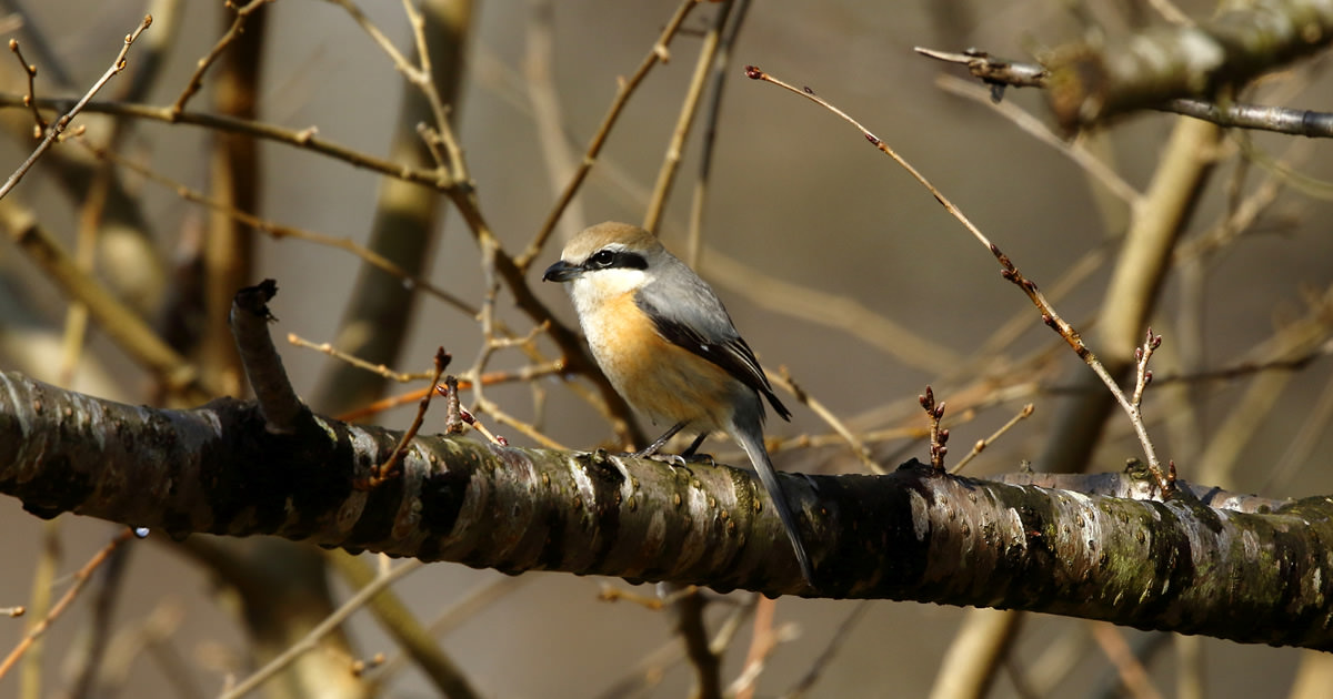 Canon Bird Branch Project | Biodiversity Initiatives | Bird photo guide ...