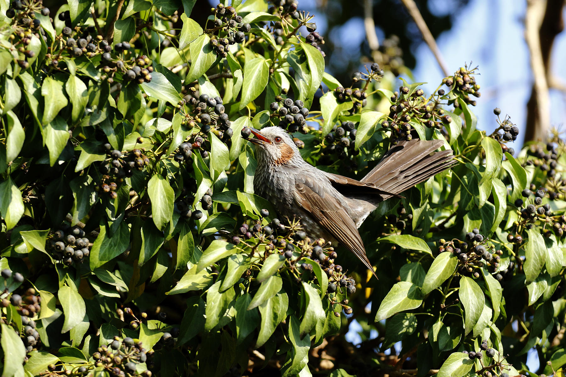 Canon Bird Branch Project | Biodiversity Initiatives | Bird photo guide ...