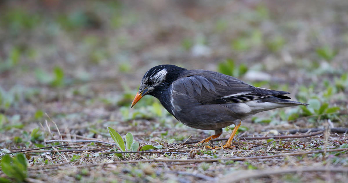 Canon Bird Branch Project | Biodiversity Initiatives | Bird photo guide ...