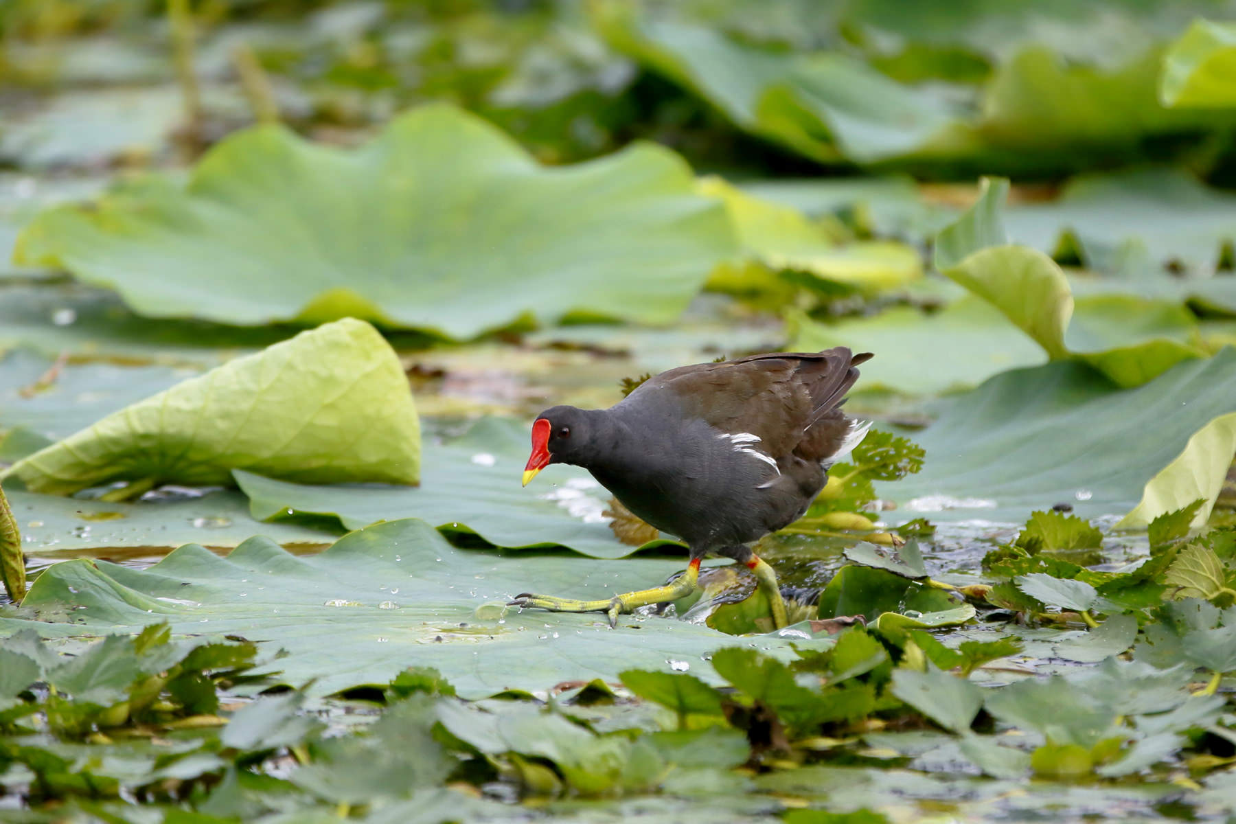Canon Bird Branch Project | Biodiversity Initiatives | Bird photo guide ...