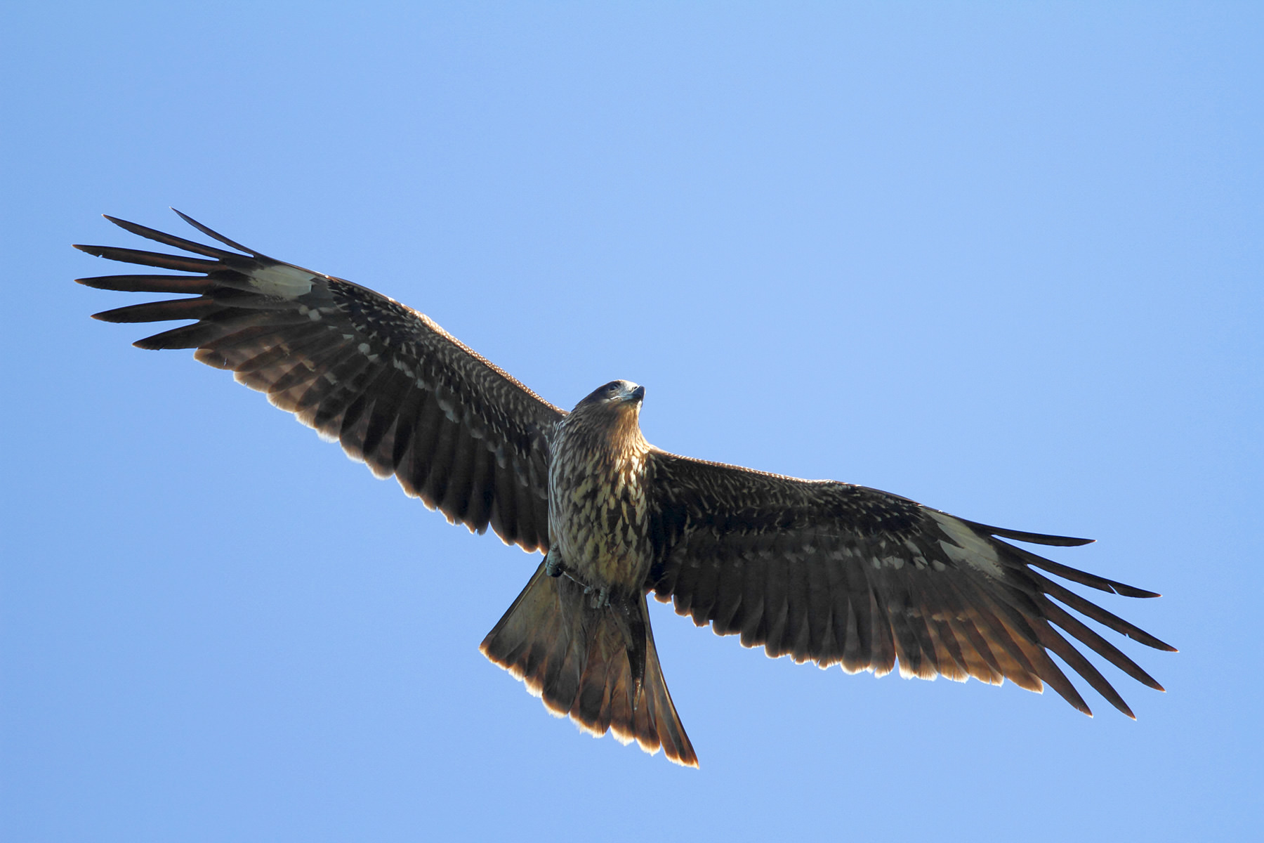 Canon Bird Branch Project | Biodiversity Initiatives | Bird photo guide ...