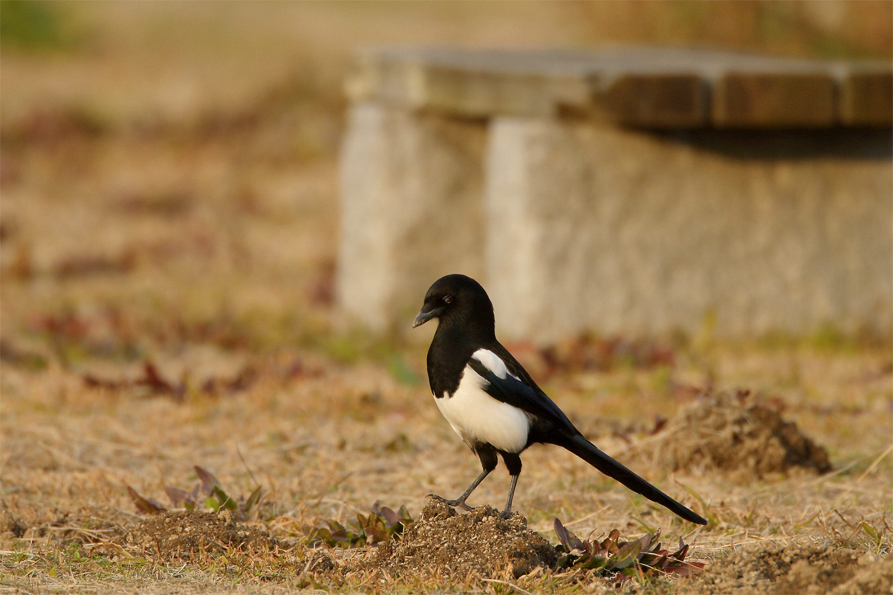 Canon Bird Branch Project | Biodiversity Initiatives | Bird photo guide ...