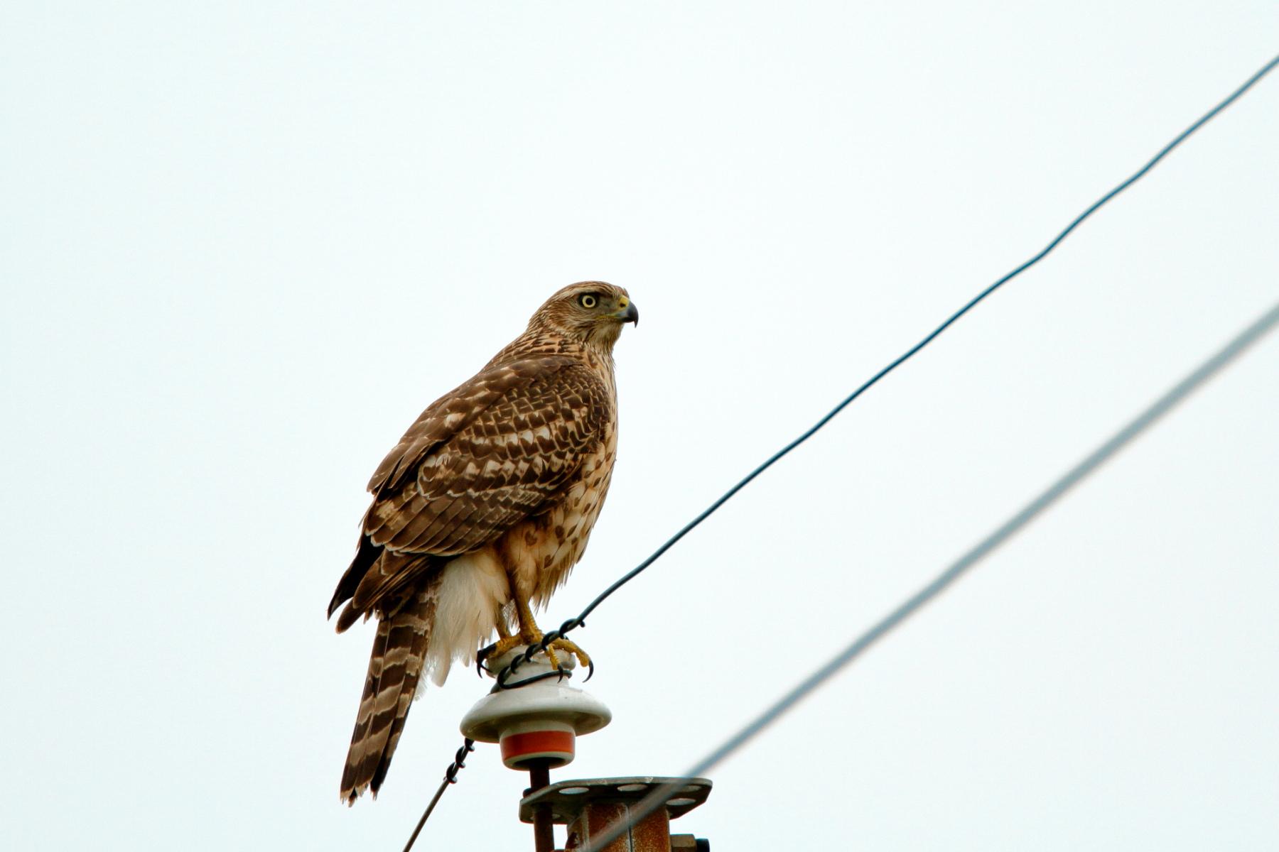 Northern Goshawk Project | Bird photo guide | Canon Bird Branch
