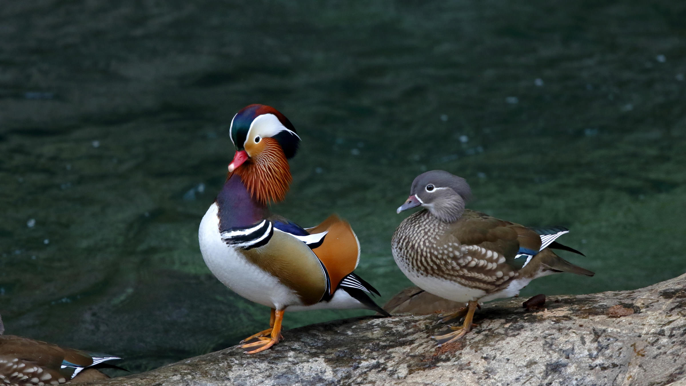 Canon Bird Branch Project | Biodiversity Initiatives | Bird photo guide ...