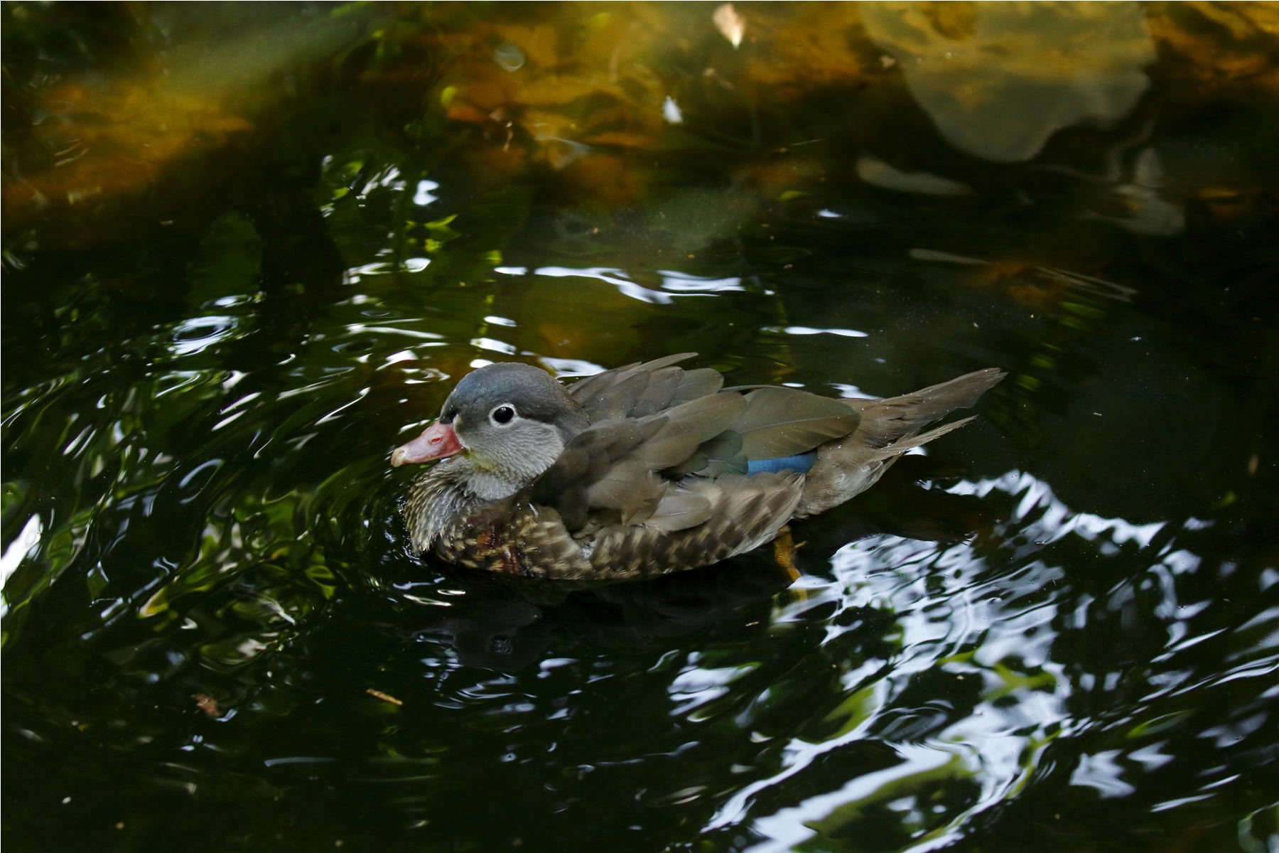 Canon Bird Branch Project | Biodiversity Initiatives | Bird photo guide ...