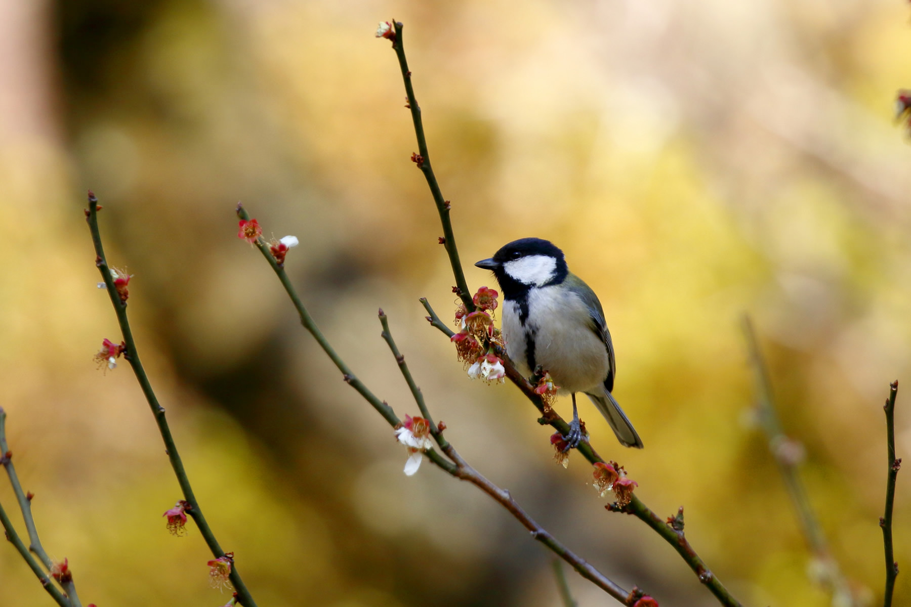 Canon Bird Branch Project | Biodiversity Initiatives | Bird photo guide ...