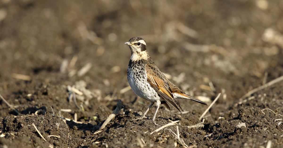 Canon Bird Branch Project | Biodiversity Initiatives | Bird photo guide ...