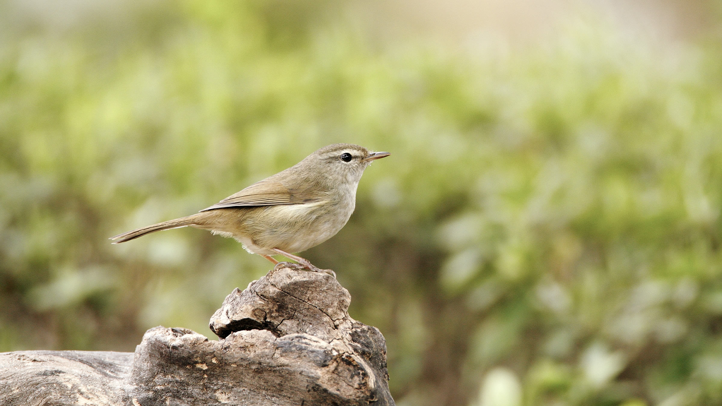 Canon Bird Branch Project | Biodiversity Initiatives | Bird photo guide ...