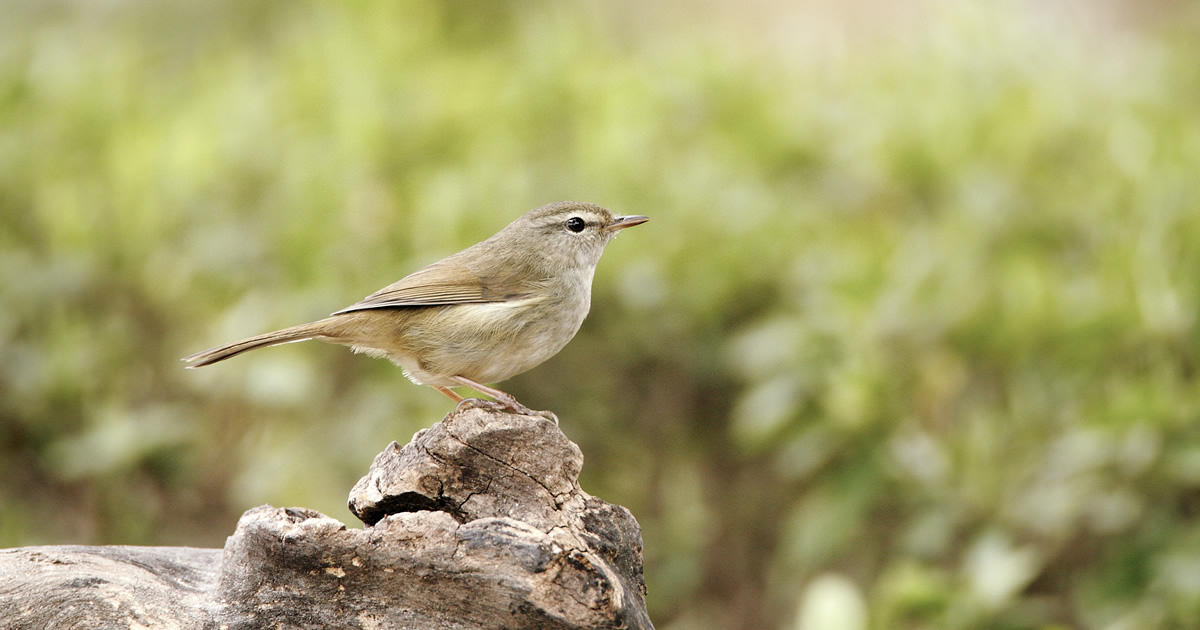 Canon Bird Branch Project | Biodiversity Initiatives | Bird photo guide ...