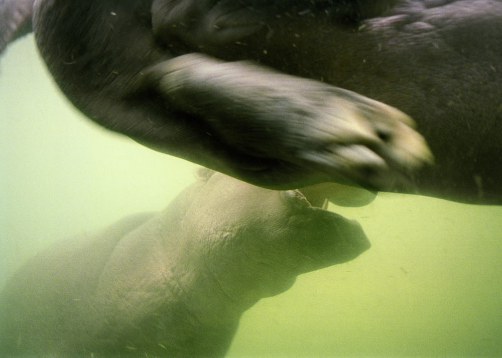 Sawako Yoshioka “FLYING HIPPO” | 2002 Grand Prize winning work | Canon ...