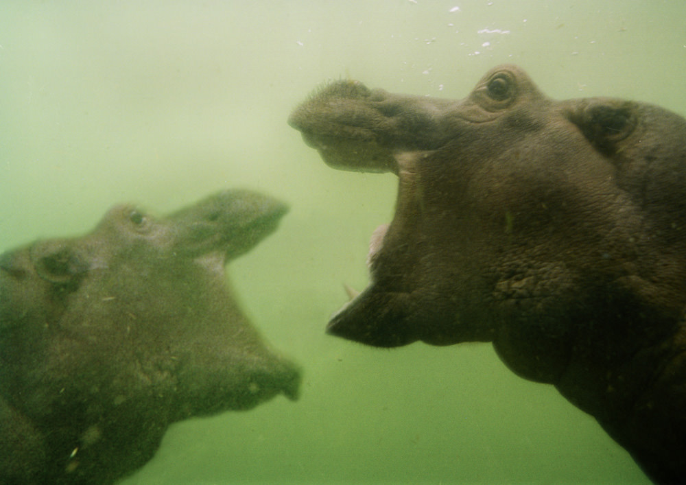 Sawako Yoshioka “FLYING HIPPO” | 2002 Grand Prize winning work | Canon ...