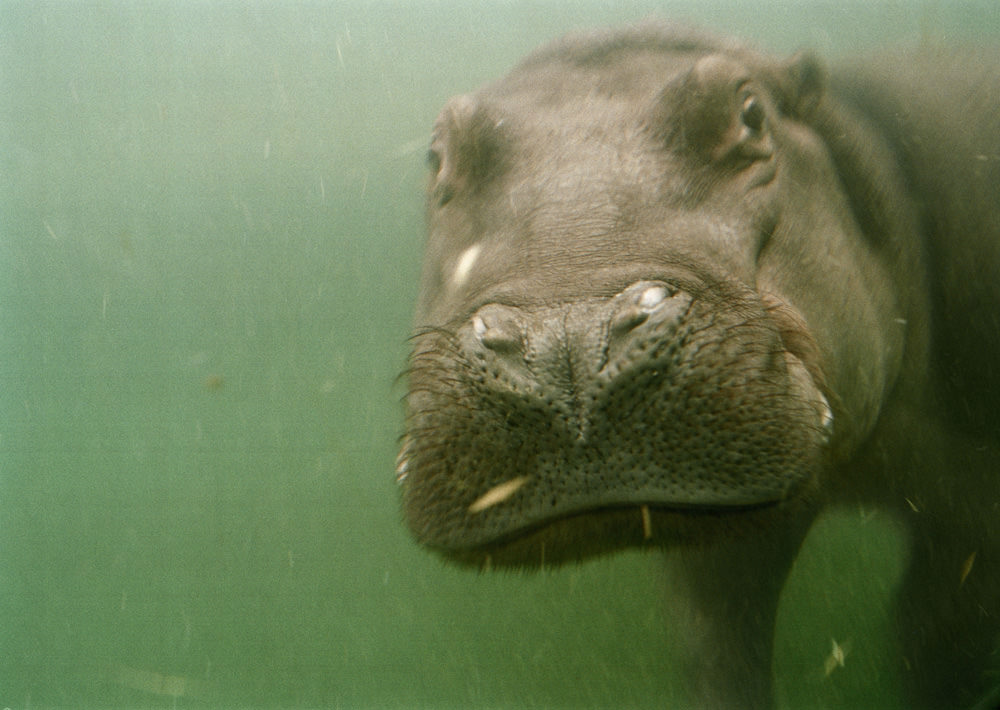 Sawako Yoshioka “FLYING HIPPO” | 2002 Grand Prize winning work | Canon ...