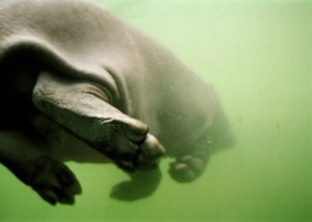 Sawako Yoshioka “FLYING HIPPO” | 2002 Grand Prize winning work | Canon ...