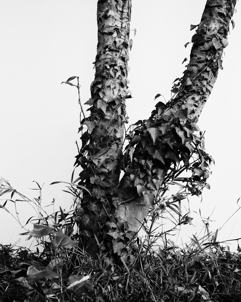 Daichi Koda “background” | 2019 Excellence Award winning work | Canon ...