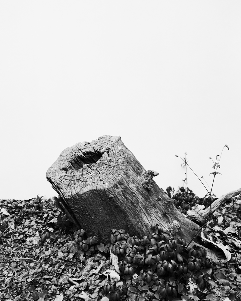 Daichi Koda “background” | 2019 Excellence Award winning work | Canon ...