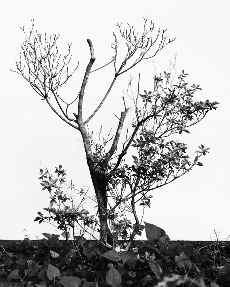 Daichi Koda “background” | 2019 Excellence Award winning work | Canon ...