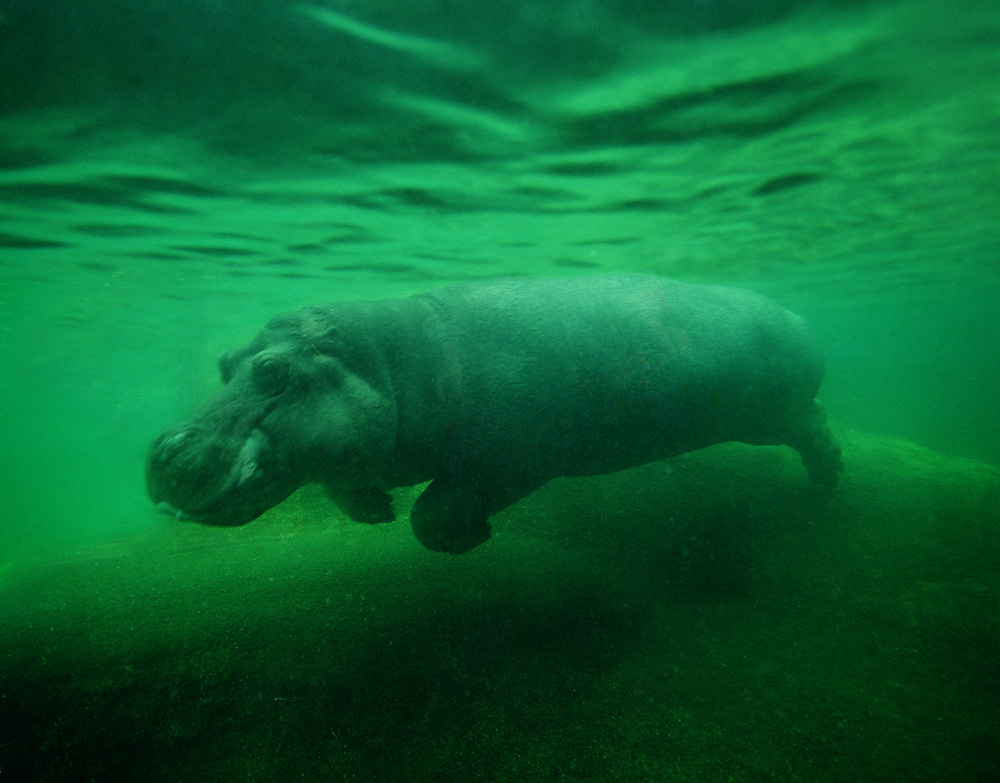 Sawako Yoshioka “FLYING HIPPO” | 2002 Grand Prize winning work | Canon ...